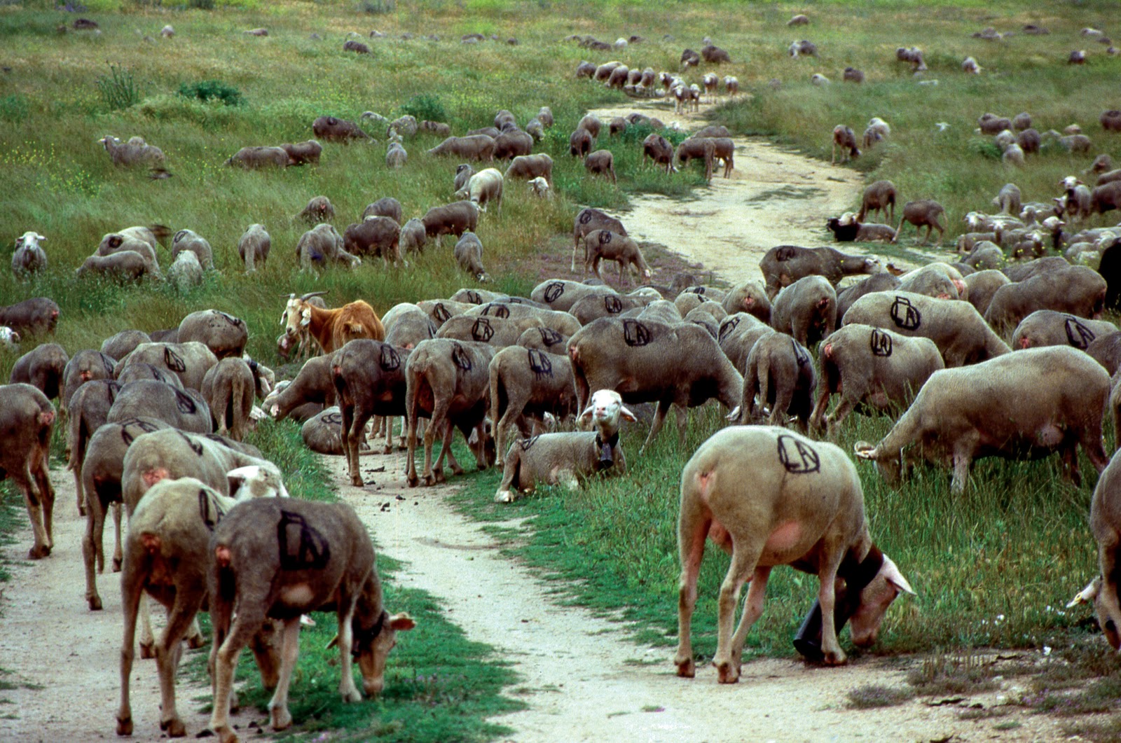 MEDIO NATURAL UN ESPACIO COMPARTIDO: Las vías pecuarias como corredores ...