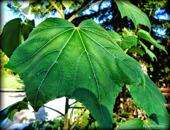 Meu Cantinho Verde: ROSA-LOUCA, CONFEDERATE-ROSE - ( Hibiscus mutabilis)