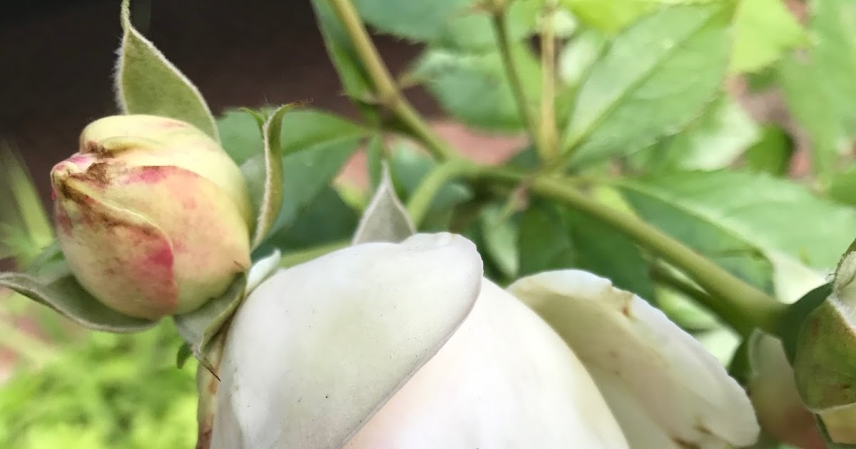 my heart: sleepy rose