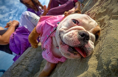 Latest Funny: Barbie Bulldog