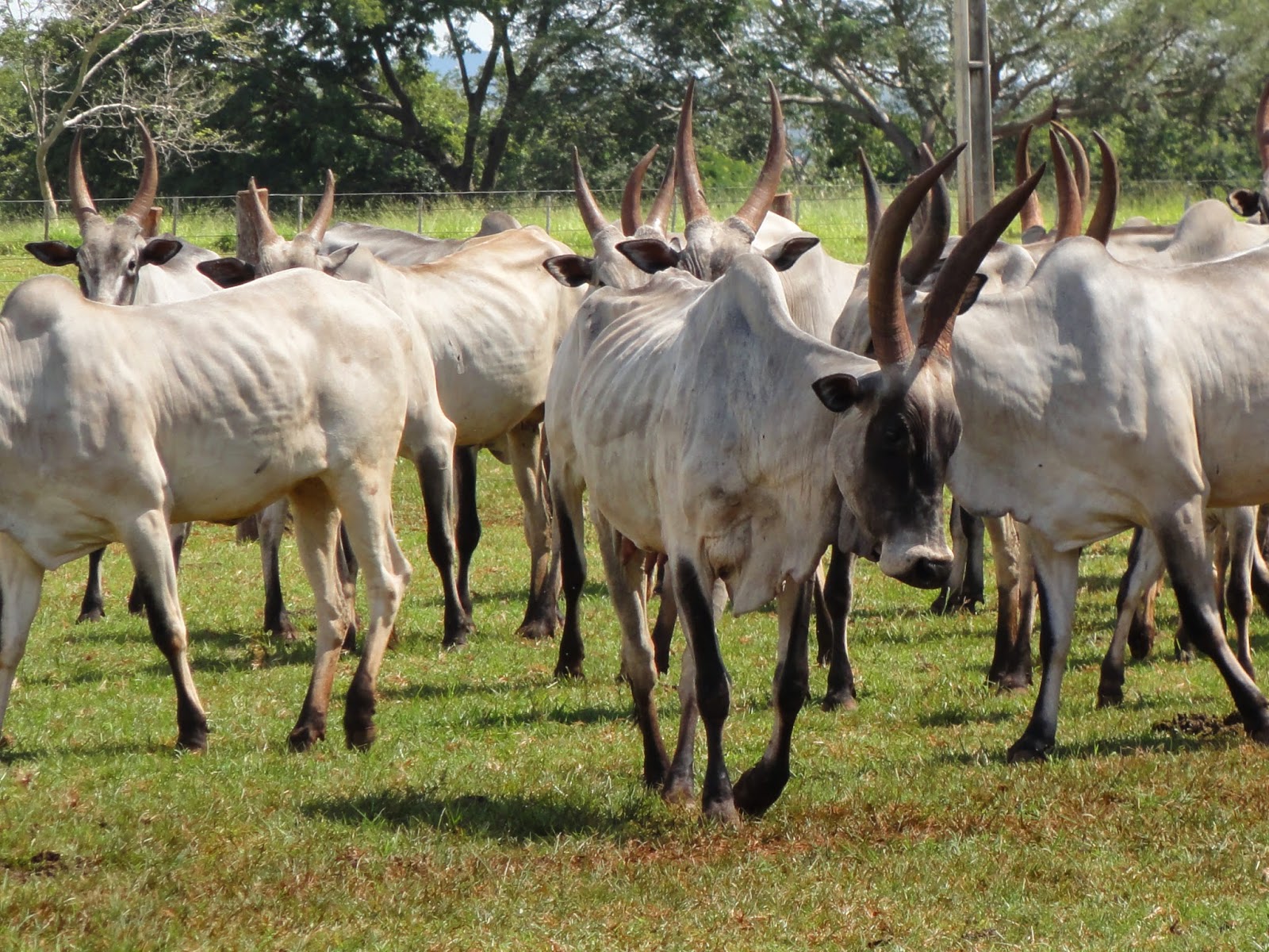 தமிழக பசுவினங்கள் / Tamilnadu regional cattle: பிரேசிலில் தூள் ...