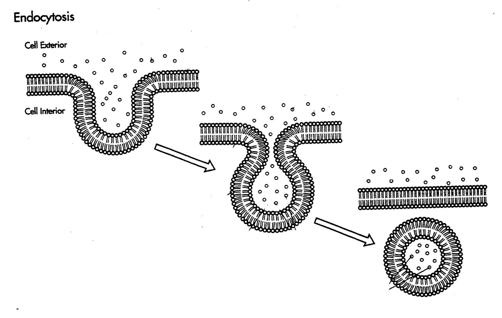According2Robyn: Digestive System, Part 7: The Ileum