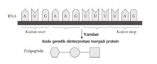 CATATAN SINTESIS PROTEIN UN - Biology Page