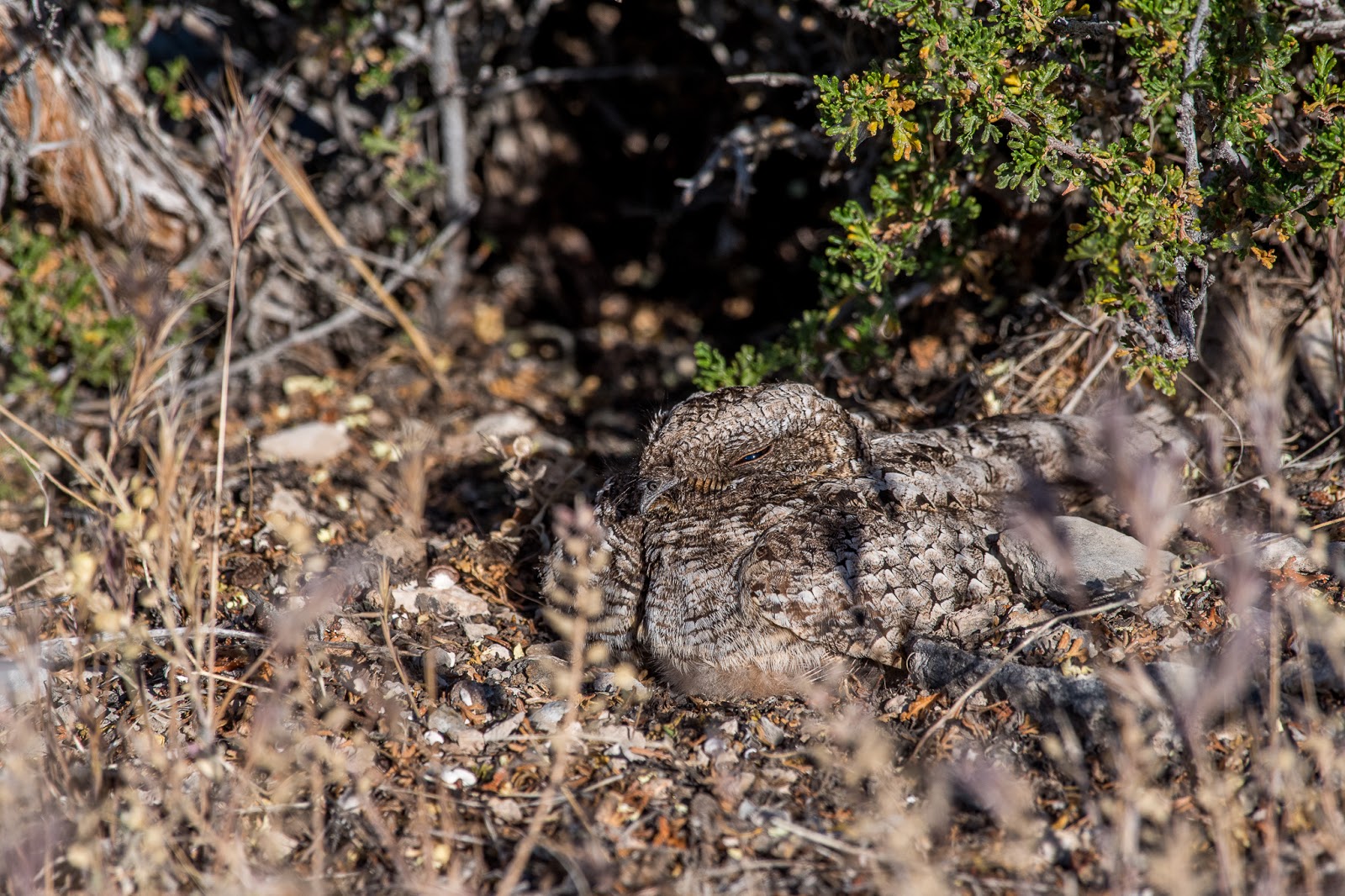 NeoVista Birds and Wildlife: Monitoring a Common Poorwill Nest Site