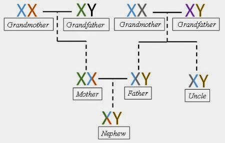 Aiden's Heroes- Autism Blog: Understanding Genetics: X-Chromosome