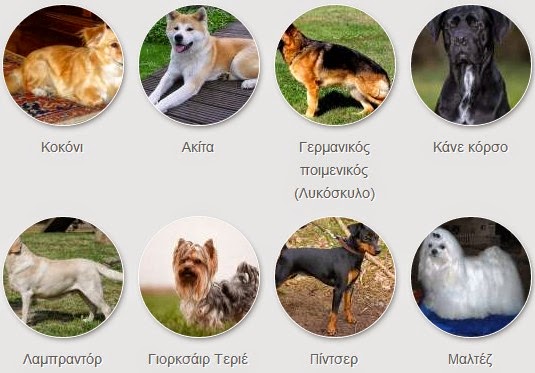 Σκυλιά....: Ράτσες Σκυλιών