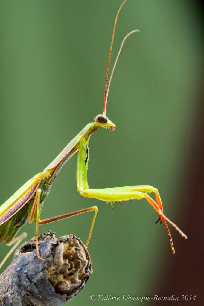 One species a day: European Mantis