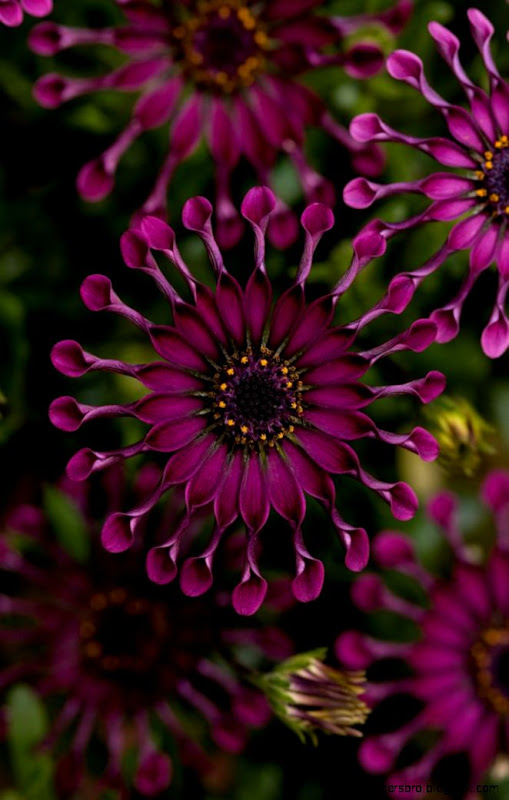 Flower Power Spider Purple | This Wallpapers