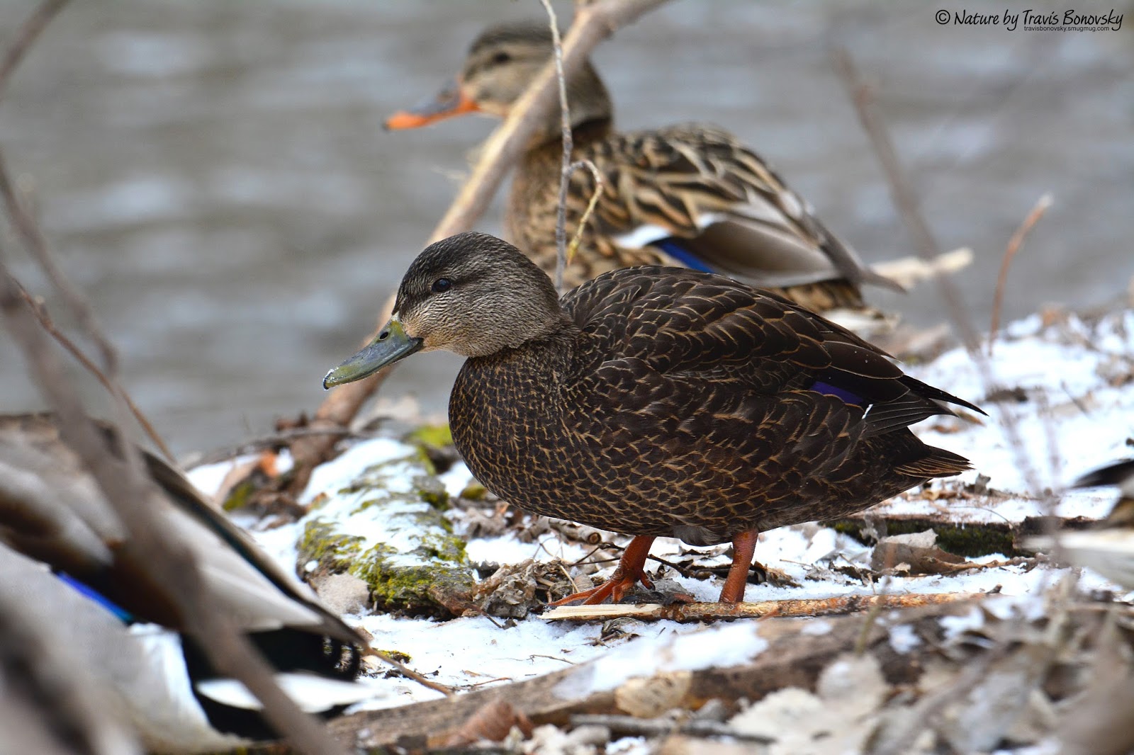 PALMER LAKE PARK NATURE BLOG •: Duck, Duck, Black Duck