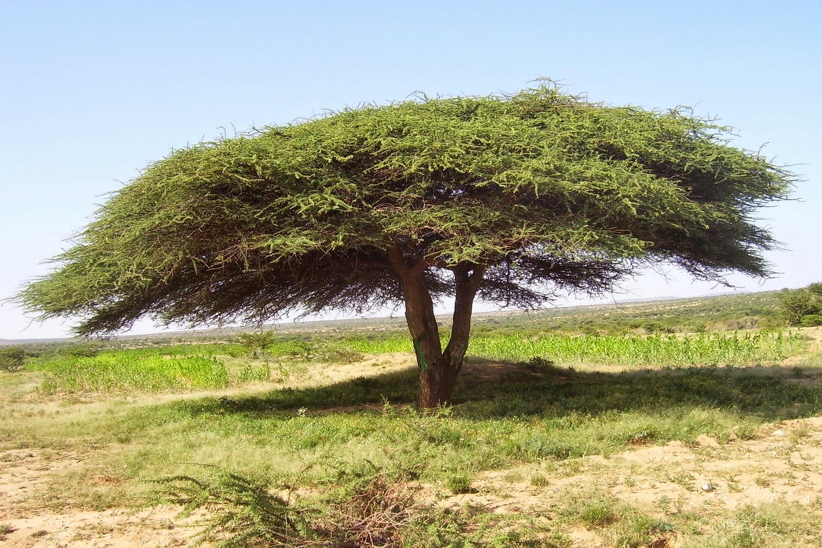 Galana Maro-The Land of Plenty: HON. ABDI ARESS MOHAMED: AN UNSUNG HERO ...