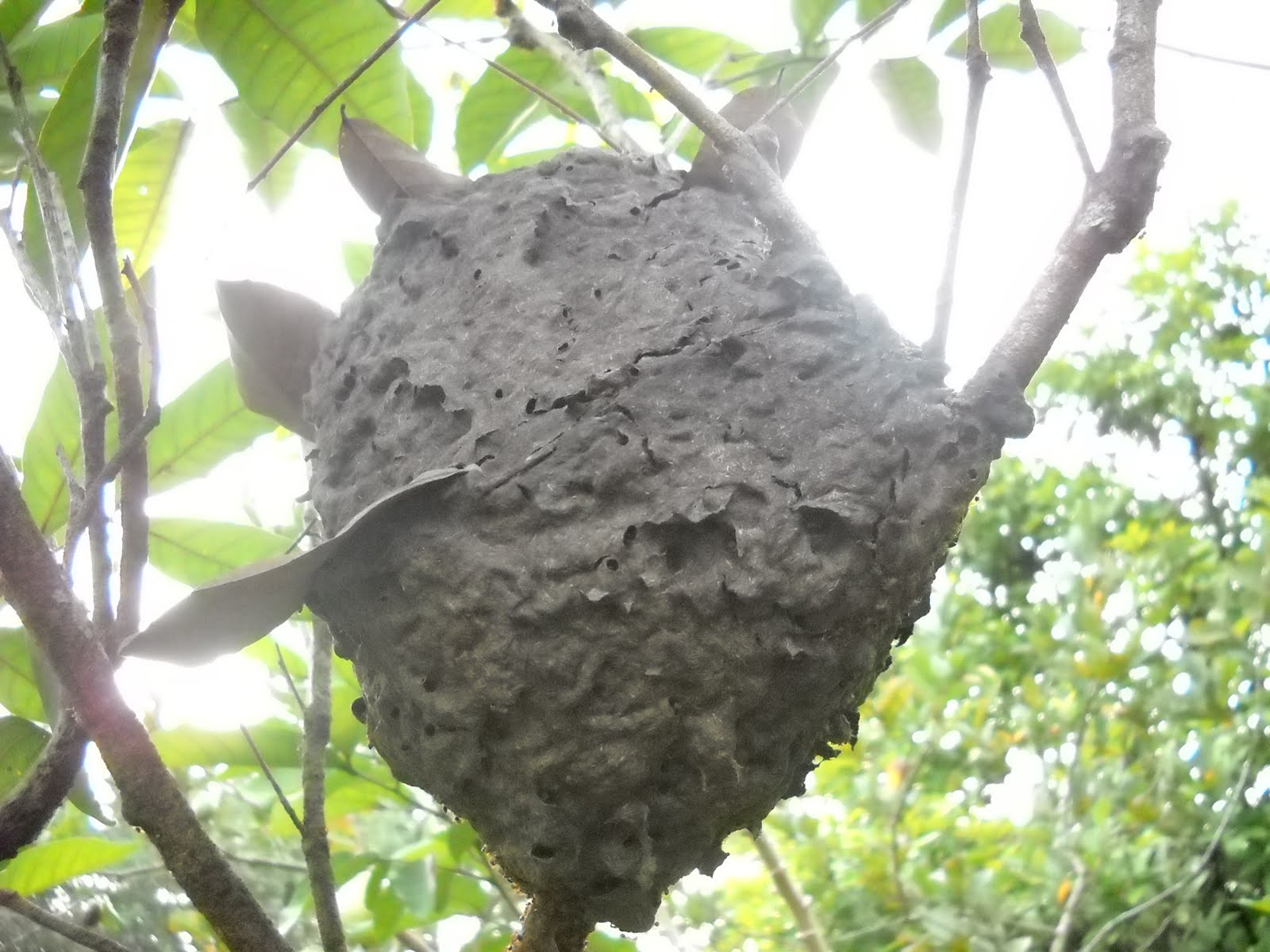 KENALI POKOK SAYANGI POKOK: SARANG DAN KEHIDUPAN