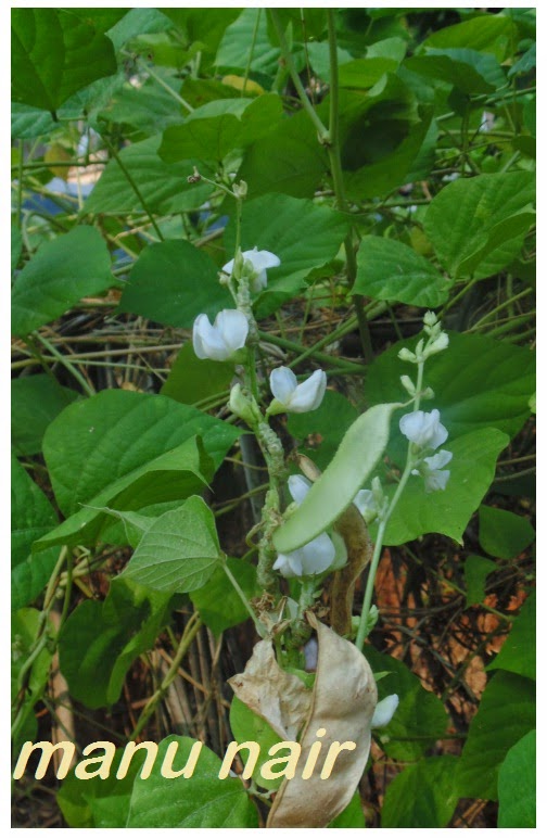 papanasini: AMARA PAYAR ( അമര പയർ )