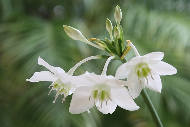 Amazon Lily - Flowers