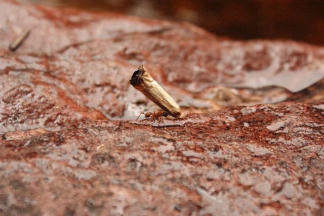 Al ritual de partir,Y mi alma al vibrar!