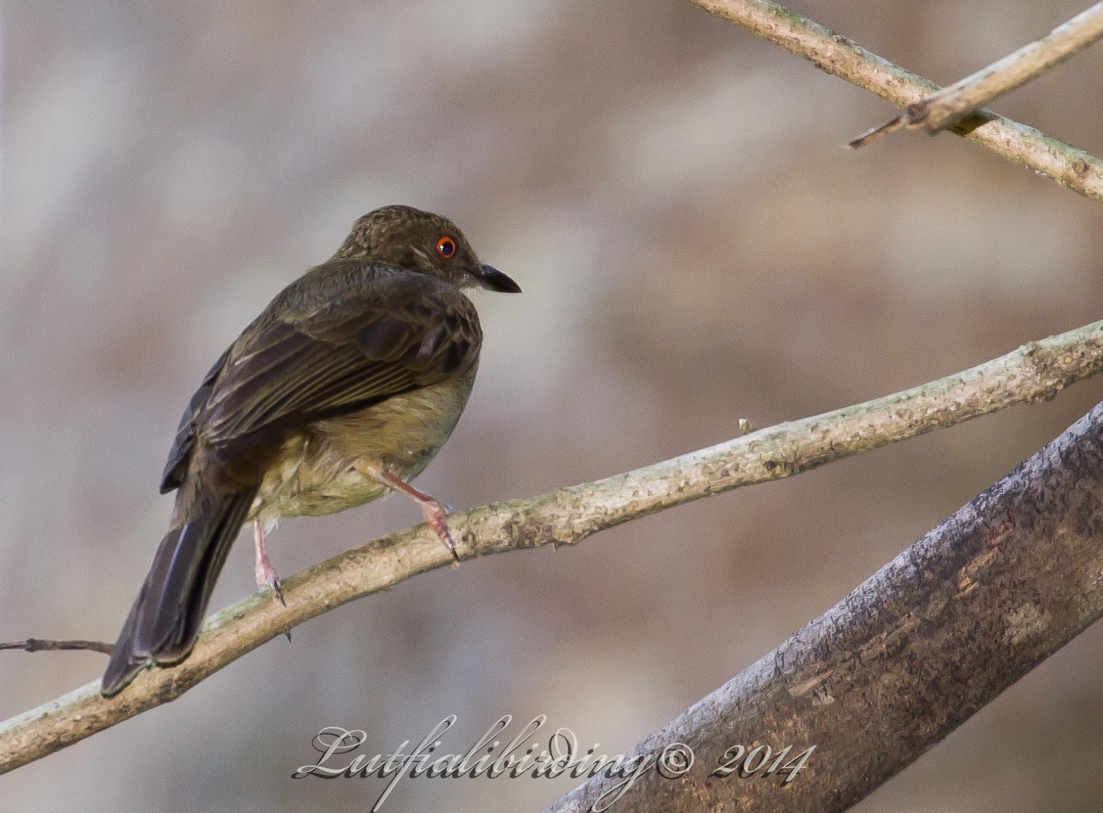 LUTFIALI BIRD PHOTOGRAPHY: March 2014