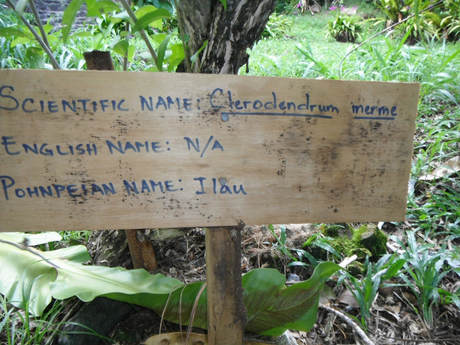 Pohnpei Traditional Plants Garden
