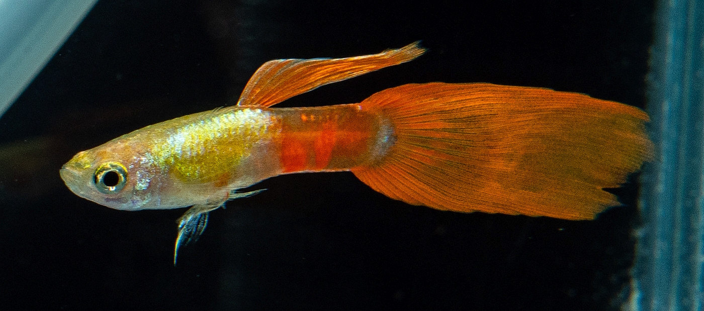 Guppy Show in Vienna Trios and Pairs 2019 - Ralfs-Guppy-Blog