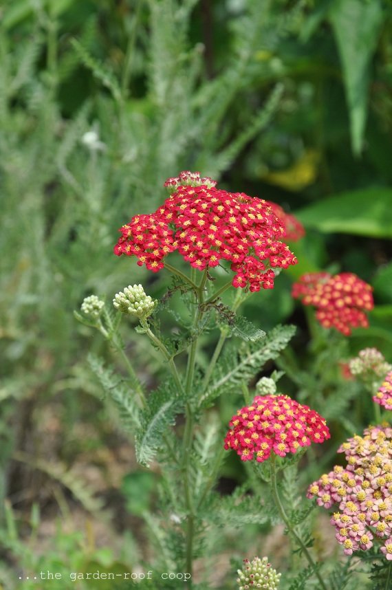 the garden-roof coop: June Blooms
