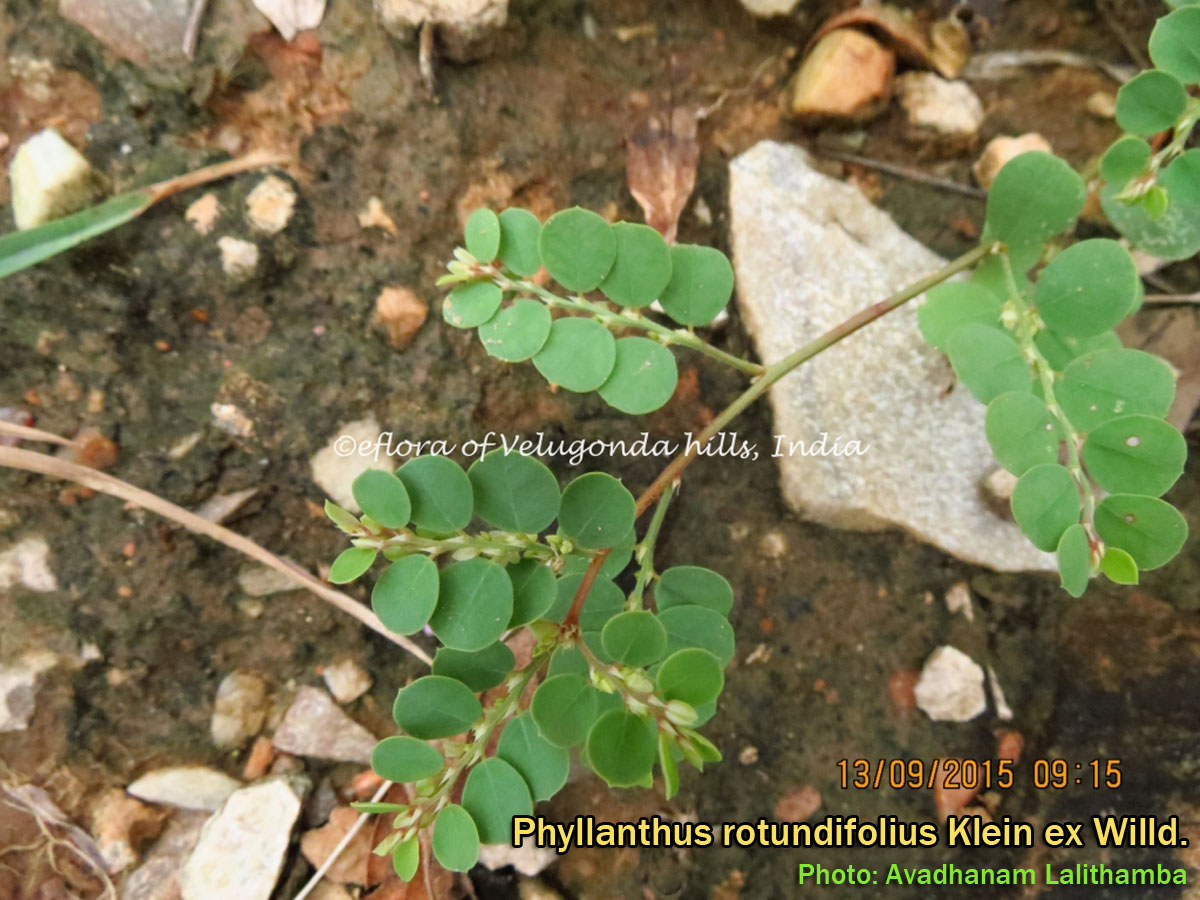 Medicinal Plants: Phyllanthus rotundifolius, epetakou, פילנתוס עגול-עלים