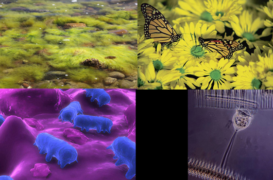 CeipToursScience5: UNIT 1 NATURAL SCIENCE: LIVING THINGS