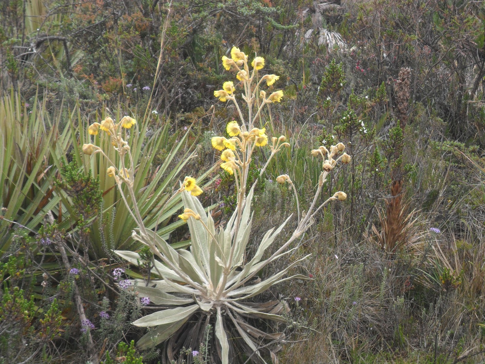 andandoporbogota: EL FRAILEJÓN: EL REY DE LOS PÁRAMOS