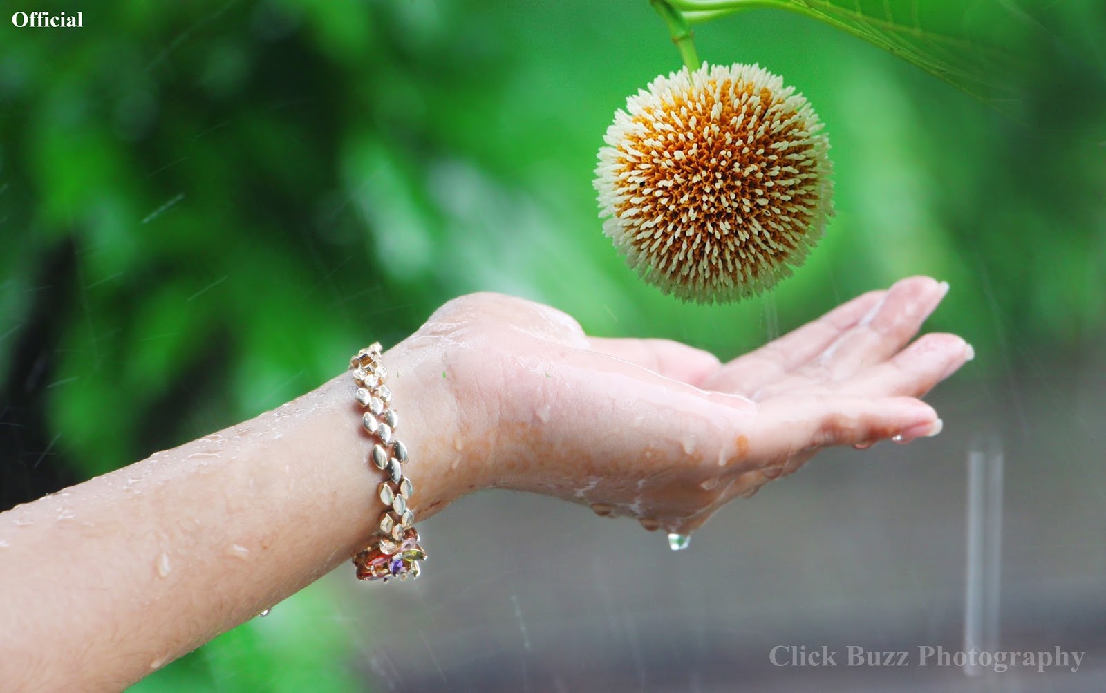 Leichhardt Pine on a Beautiful Hand