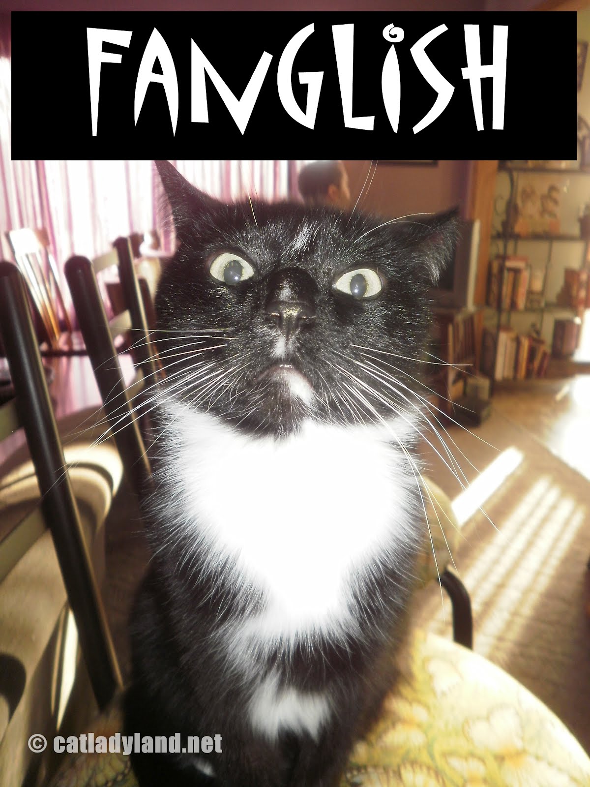 Catladyland: Cats are Funny: Fanglish: The Secret World of Cat Slang