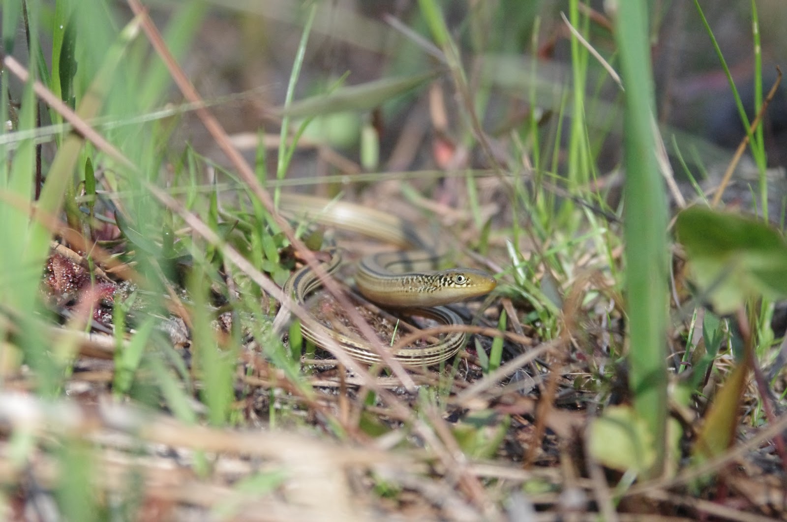 onward, westward: Mimic Glass Lizard and other highlights