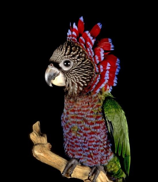 The Birds: Hawk Headed Parrots