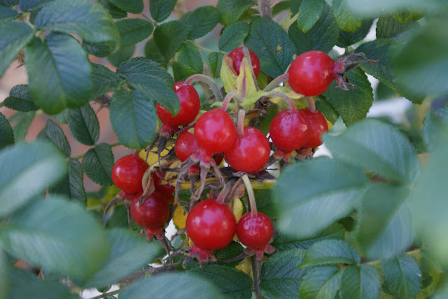 Naturalny ogród dla wszystkich