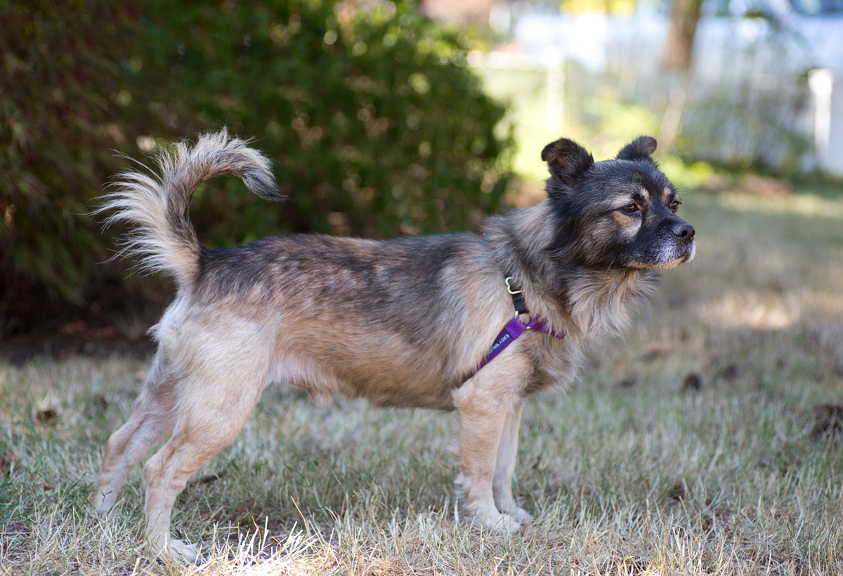 Keeshond Mix Dogs