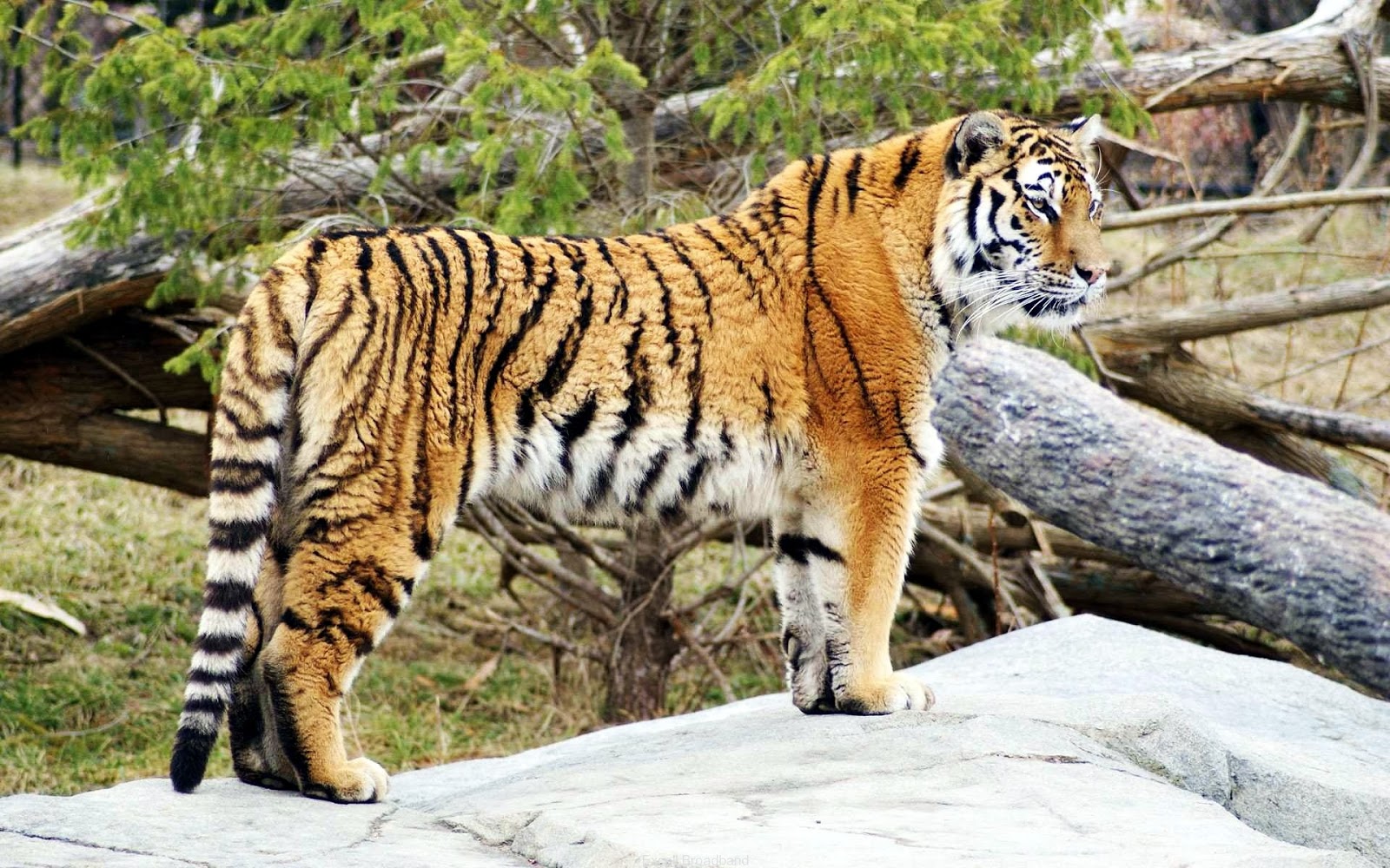 ultra hd wallpapers: wild tiger ultra hd wallpapers, wild tiger ultra ...