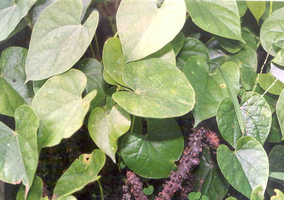 Manfaat Luar Biasa Daun Sembukan Sebagai Obat Tradisional - Gaya Hidup