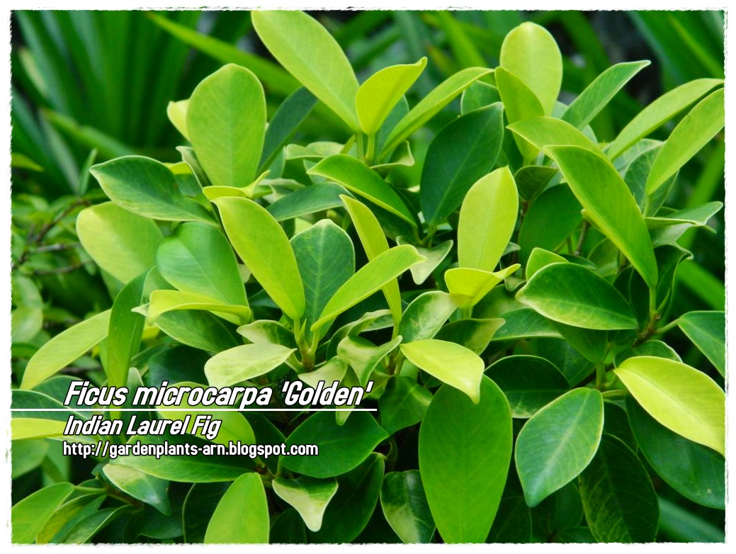 Garden Plants Cik Arn: Ficus microcarpa 'Golden'