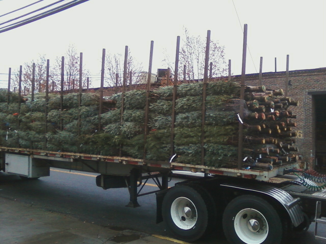 Lost City: Tree Delivery