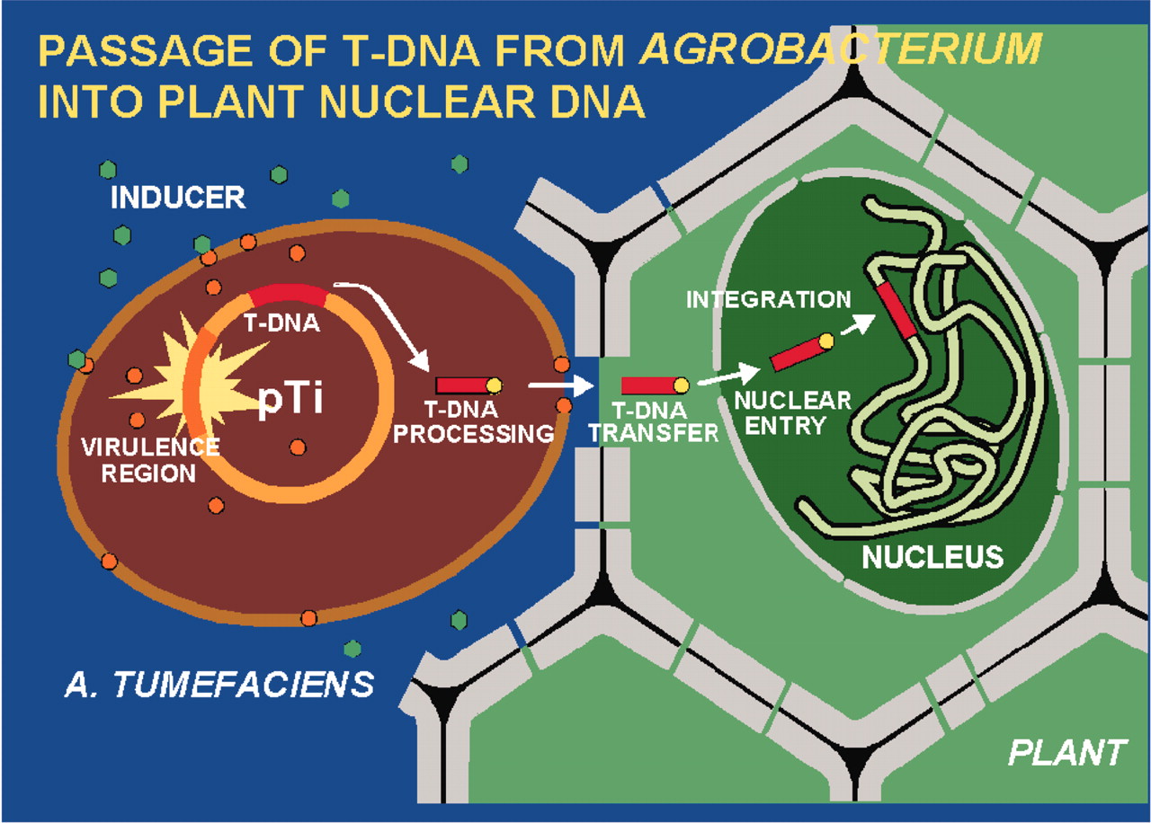 Microamaze: Agrobacterium tumefaciens
