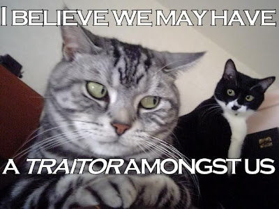 I believe we may have a traitor amongst us! | Funny Cat Pictures