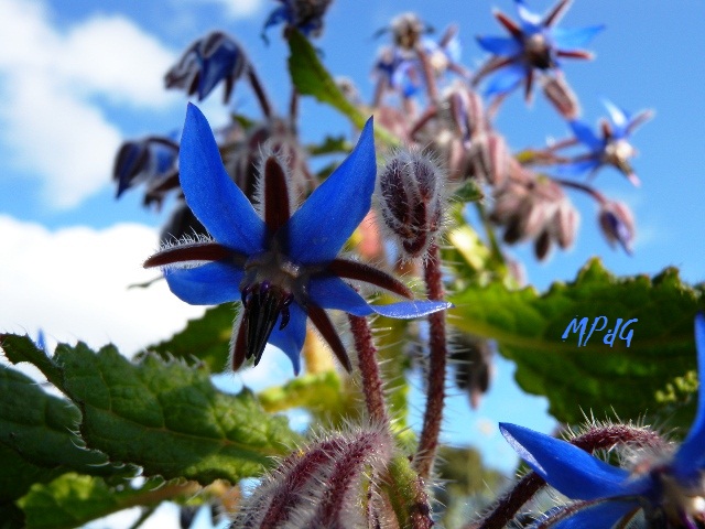 belles, sauvages et plus: bourrache