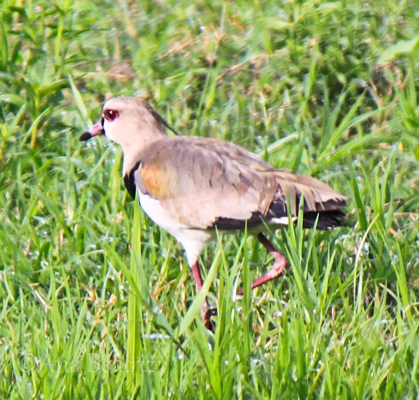 Aventura fotográfica: Alcaraván (Vanellus chilensis)