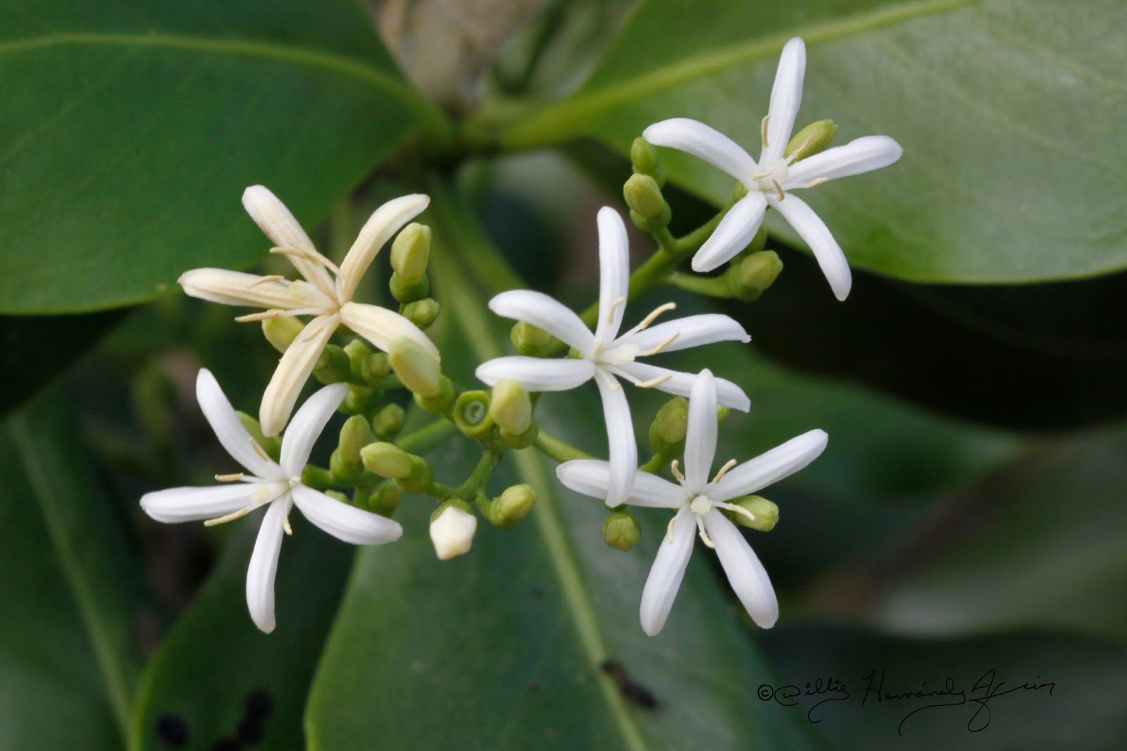Flora de Puerto Rico Ilustrada Papo Vives: RUBIACEAE Erithalis ...