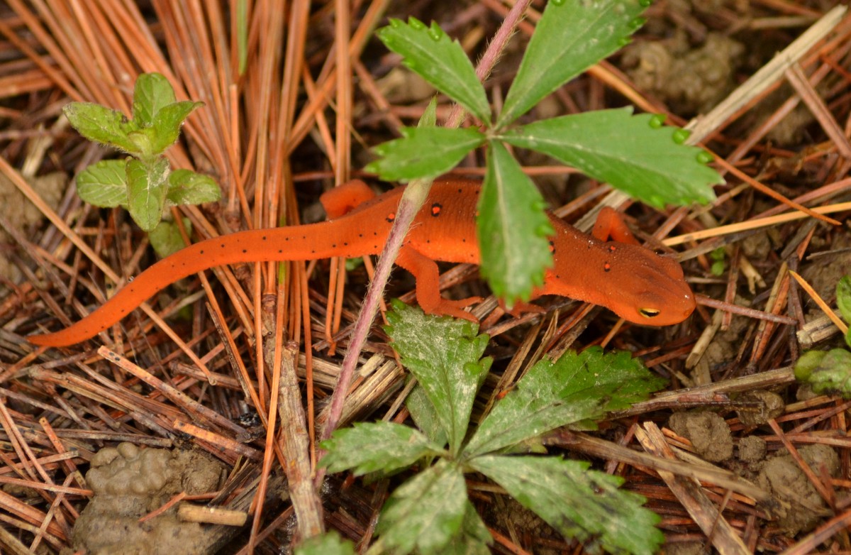 Woods Walks and Wildlife: Efts on a Dewy Morning