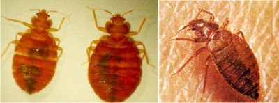 Kutu,Tungau di Sofa,Karpet dan tempat tidur kita