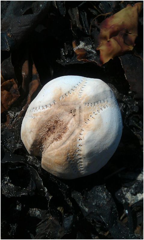 Islay Natural History Trust: Echinocardium cordatum - Sea potato,
