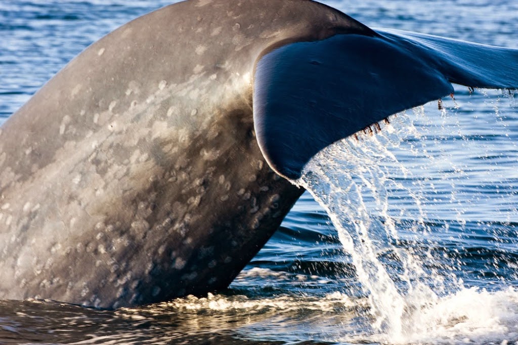 Untold Stories: Untold Stories of the blue whale - the largest creature ...