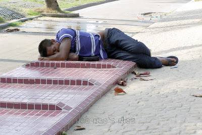 Bao-Bao's Blog: Sleeping, Part 12: Some Random Napping