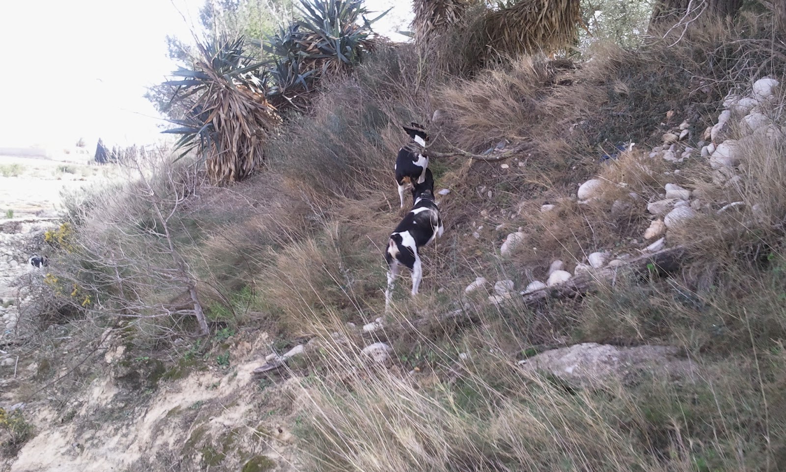 RATER VALENCIÀ. CRÍA Y SELECCIÓN