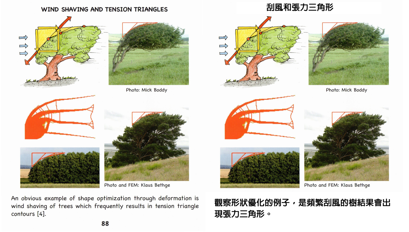 樹木身體語言 THE BODY LANGUAGE OF TREES BY CLUS MATTECK | 樹沃客樹藝