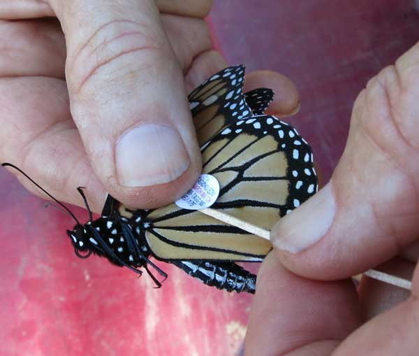 Tom's Blog: Tagging migrating Monarch butterflies