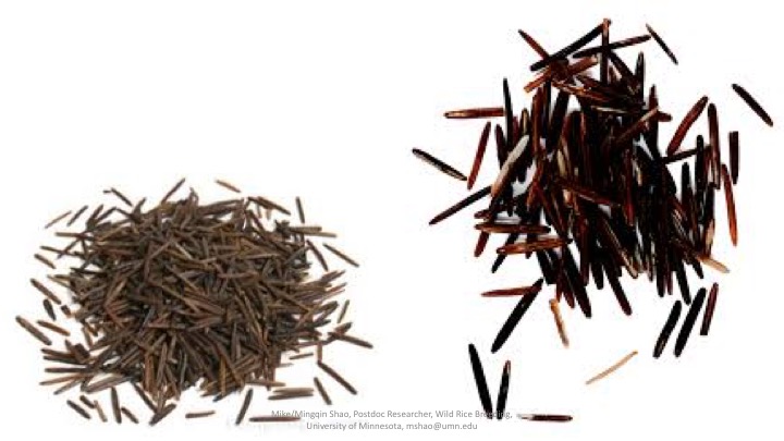 American Wild Rice: Plant_flower_seed_grain_food_from wild rice