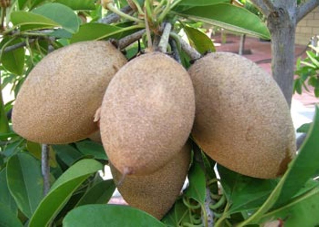 FILIPINO TUTORIAL: Fruits of the Philippines